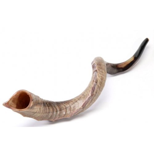 Shofars – BubbiesJudaica.com